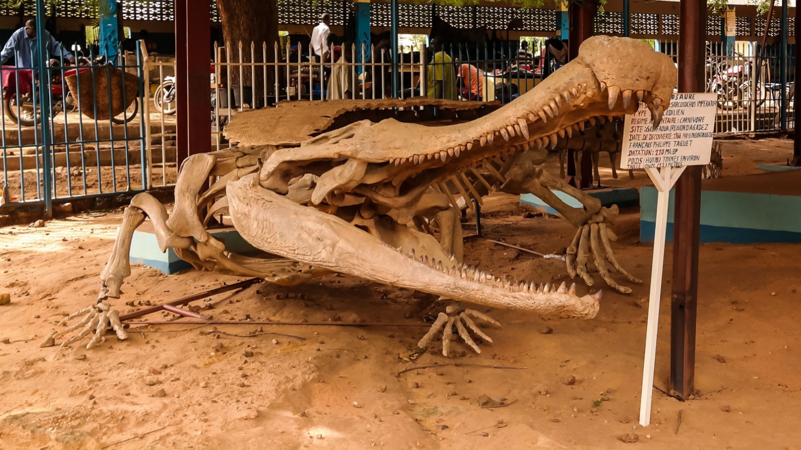17 Monstrous Facts About Sarcosuchus The Giant Croc That Hunted T Rex